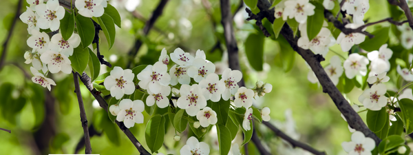 Fruit Salad Tree Care | Spring Tips - Fruit Salad Trees