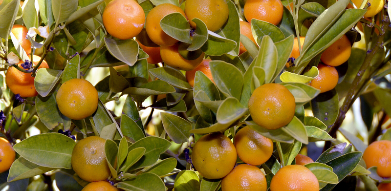 Edible Garden - Fruit Salad Trees