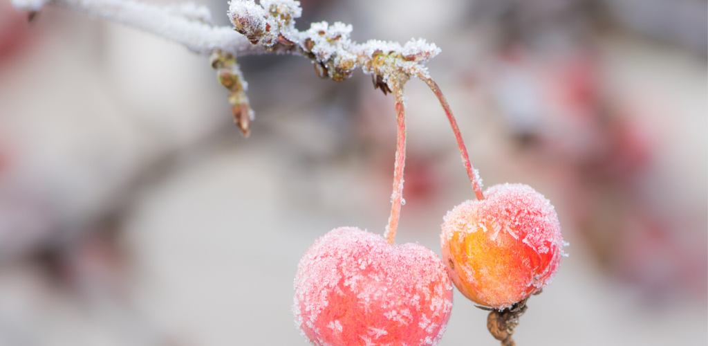 Fruit Tree Growing Tips | Protecting fruit blossoms from frost - Fruit ...