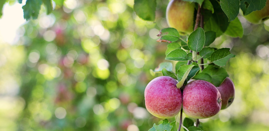 Top tips to keep your Fruit Salad Tree in tip top shape each season ...