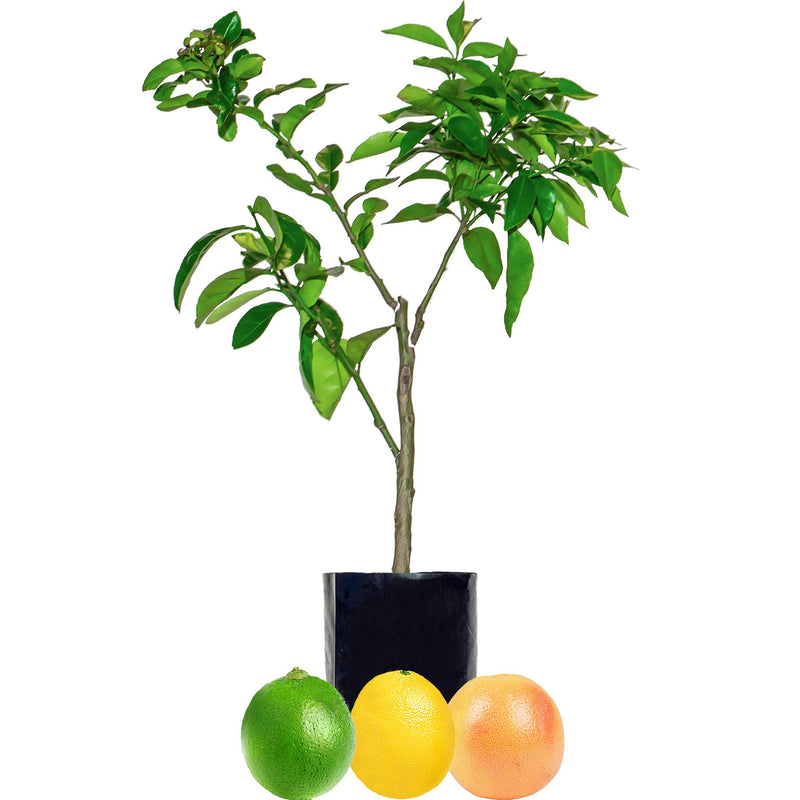 Citrus Fruit Salad Trees