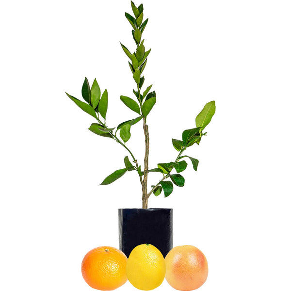 Citrus Fruit Salad Trees
