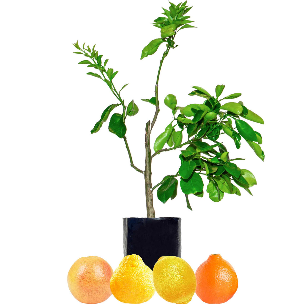 Citrus Fruit Salad Trees