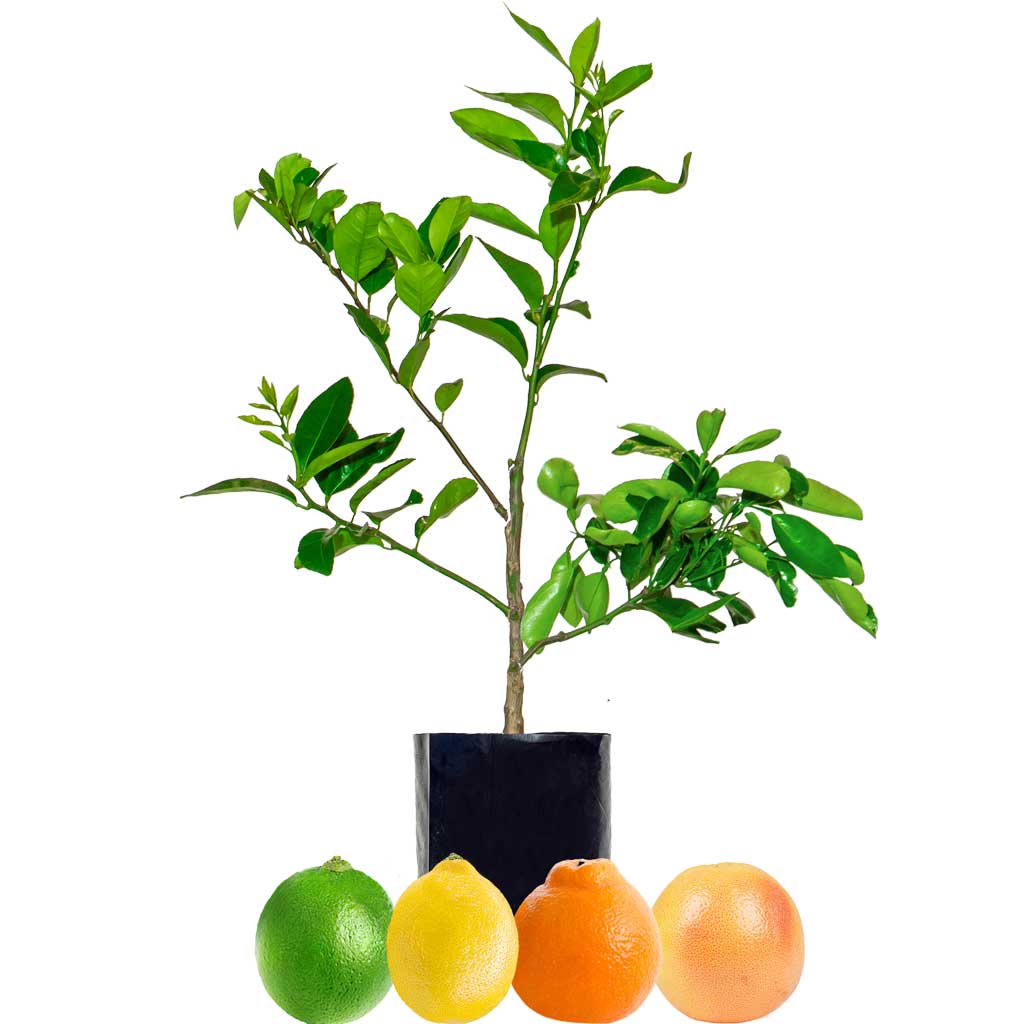 Citrus Fruit Salad Trees