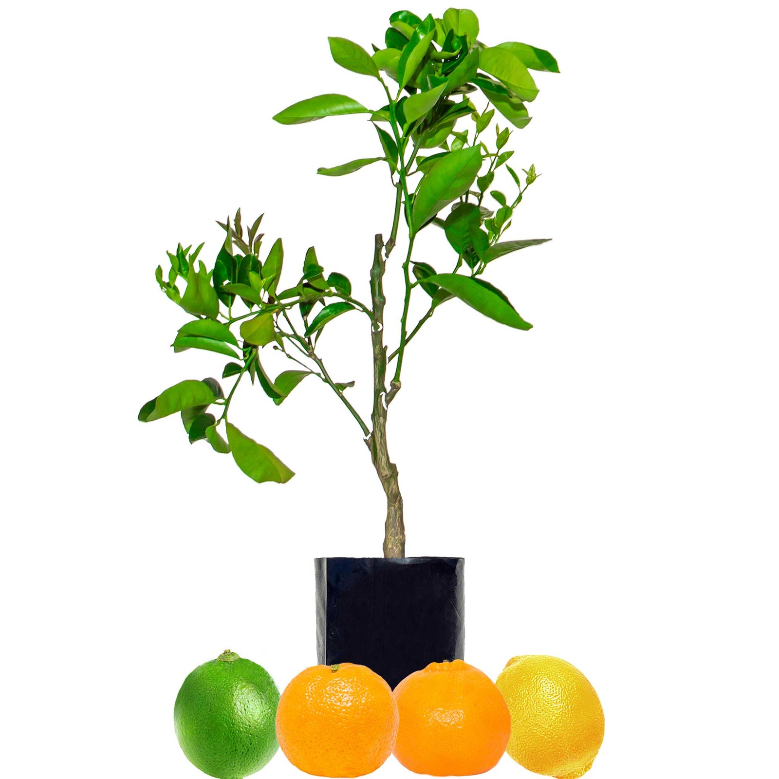 Citrus Fruit Salad Trees