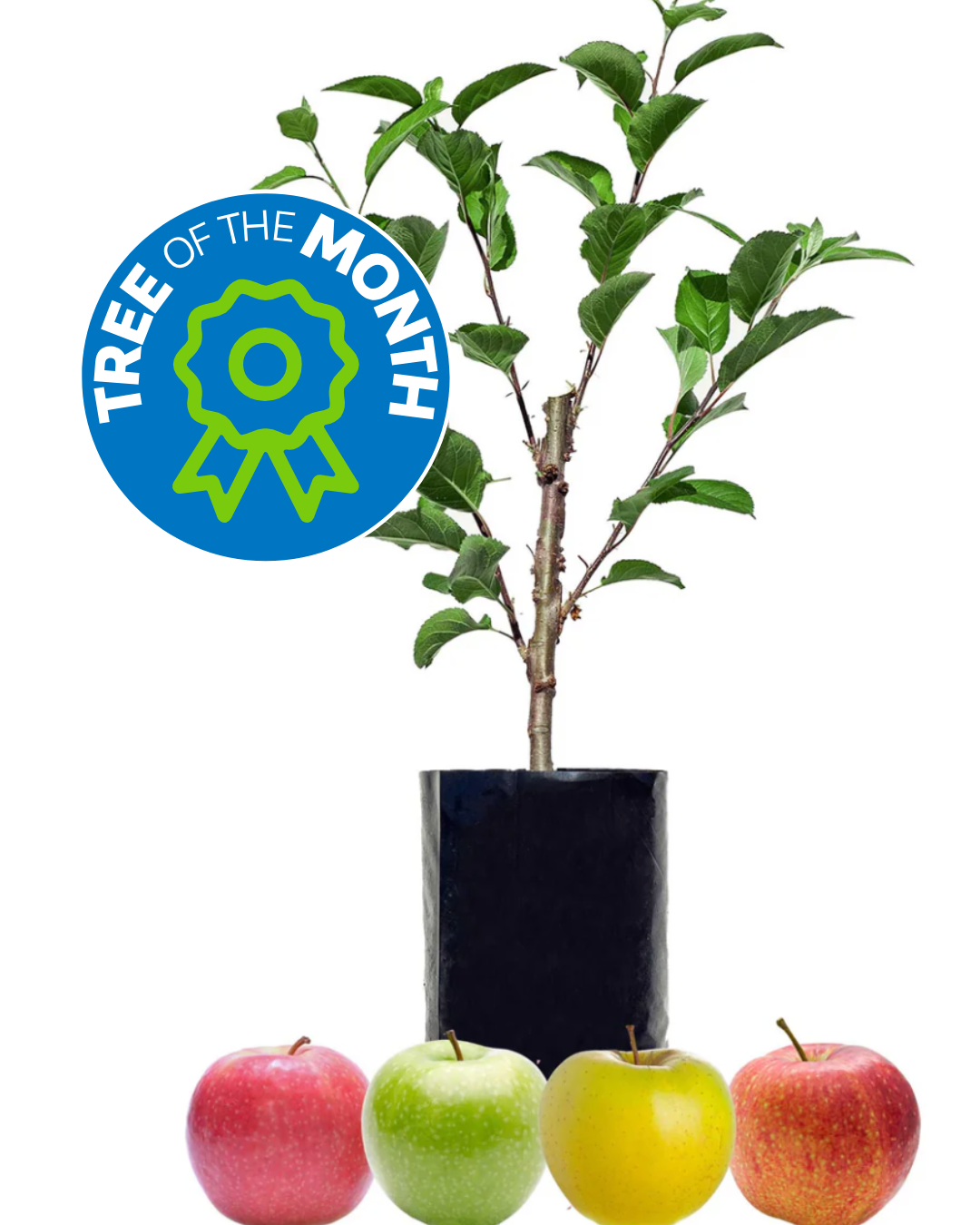 Sale - Fruit Salad Trees