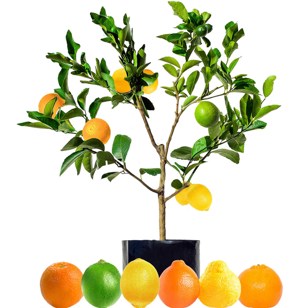 Fruit Salad Trees | Different fruit on the same tree Australia wide!