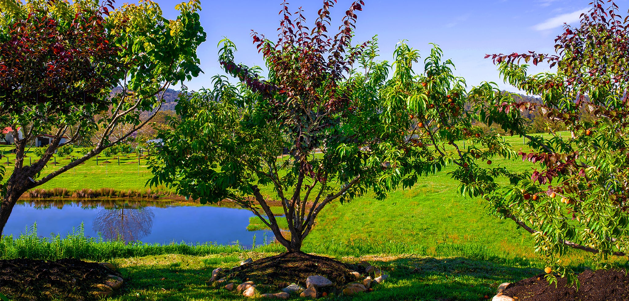 Dwarf Fruit Cocktail Trees