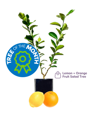 Fruit Salad Trees | Different fruit on the same tree Australia wide!