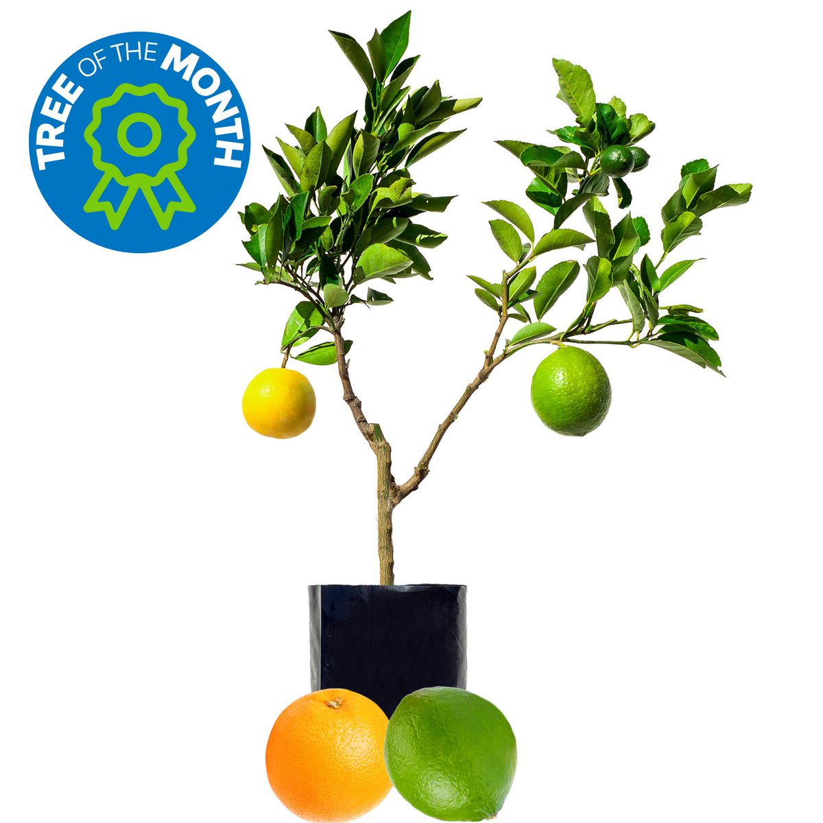 Sale - Fruit Salad Trees