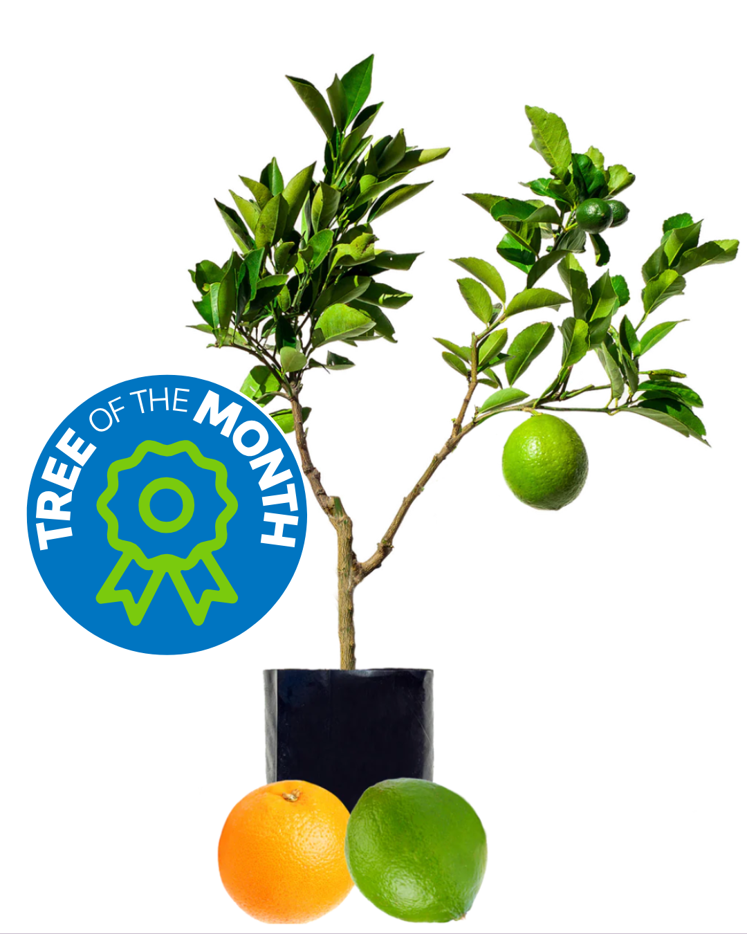 Fruit Salad Trees | Different fruit on the same tree Australia wide!