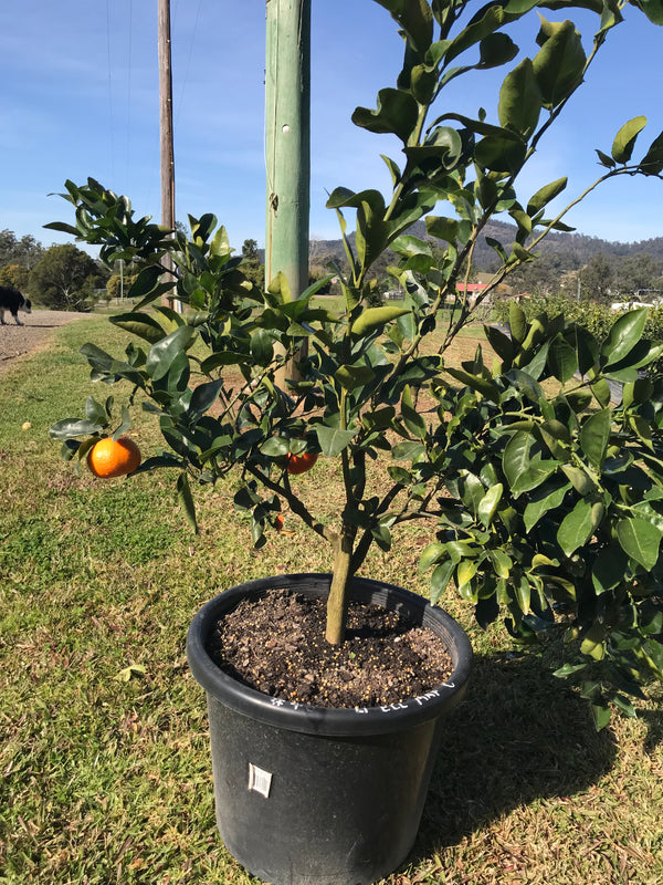 Citrus Fruit Salad Trees