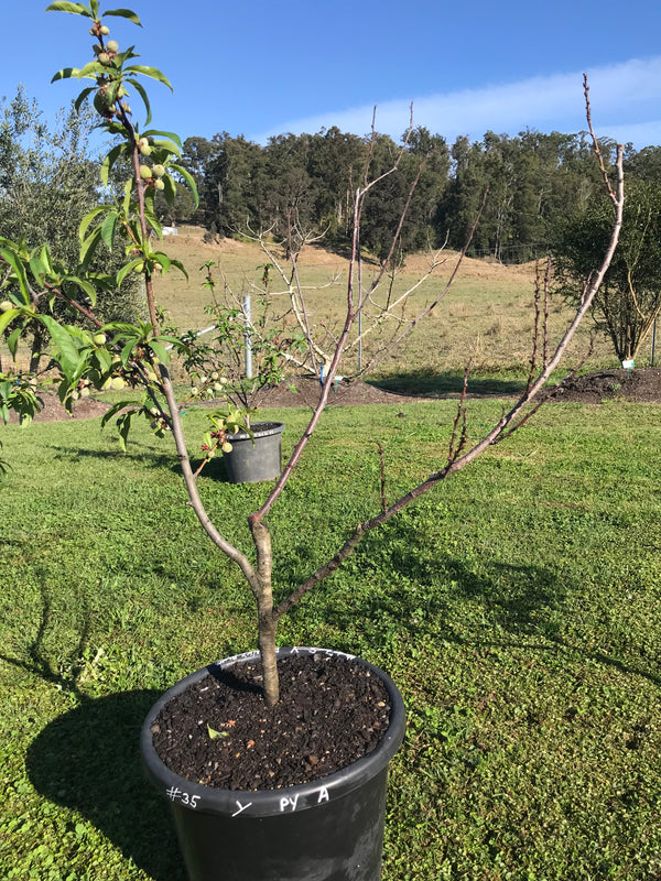 Stone Fruit Salad Trees | Australia wide delivery | Peach, Plum ...