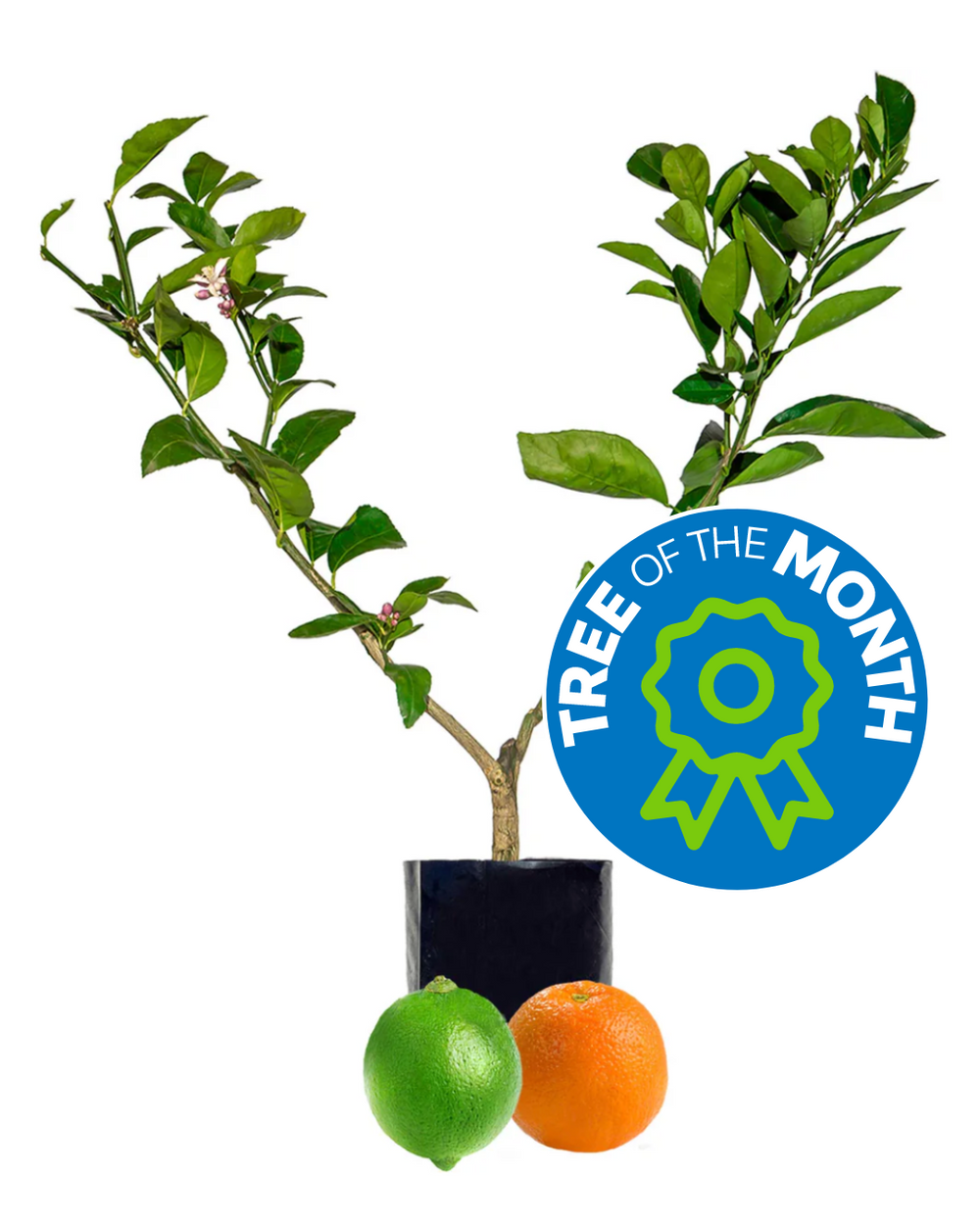 Lime + Lemon - Our Best Selling Fruit Salad Tree of all time! - Fruit ...