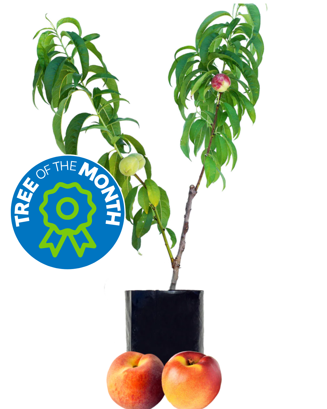 Sale - Fruit Salad Trees