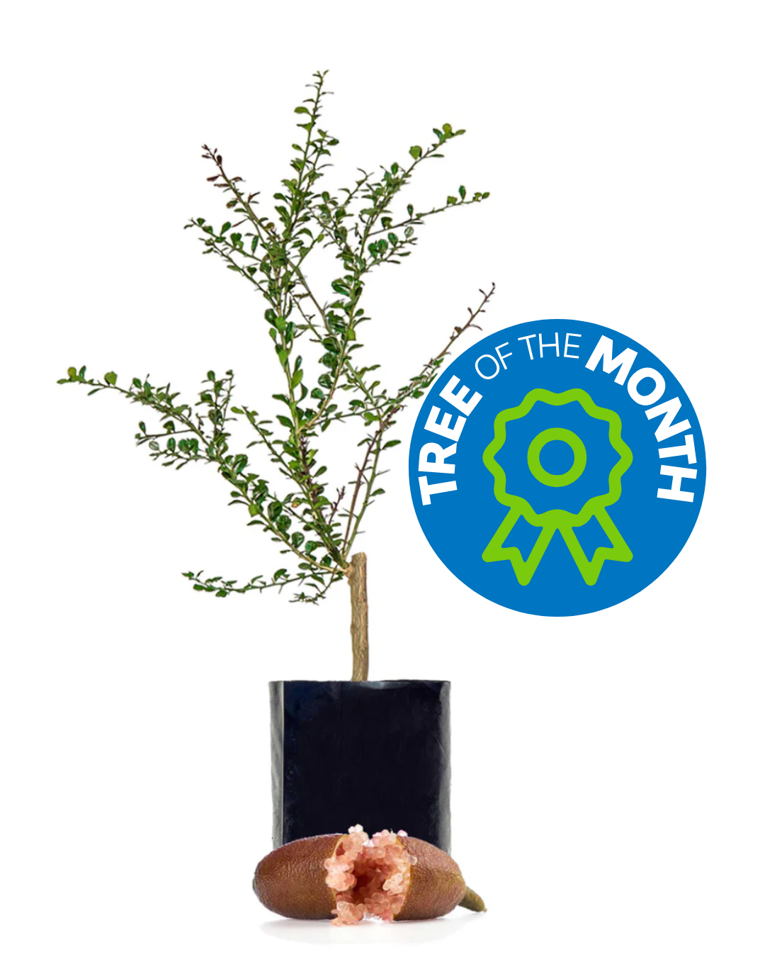 Fruit Salad Trees | Different fruit on the same tree Australia wide!