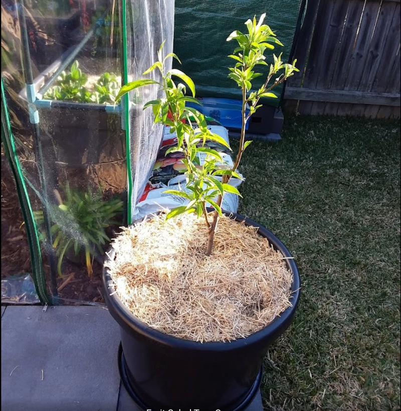 Fruit Salad Trees | Different fruit on the same tree Australia wide!