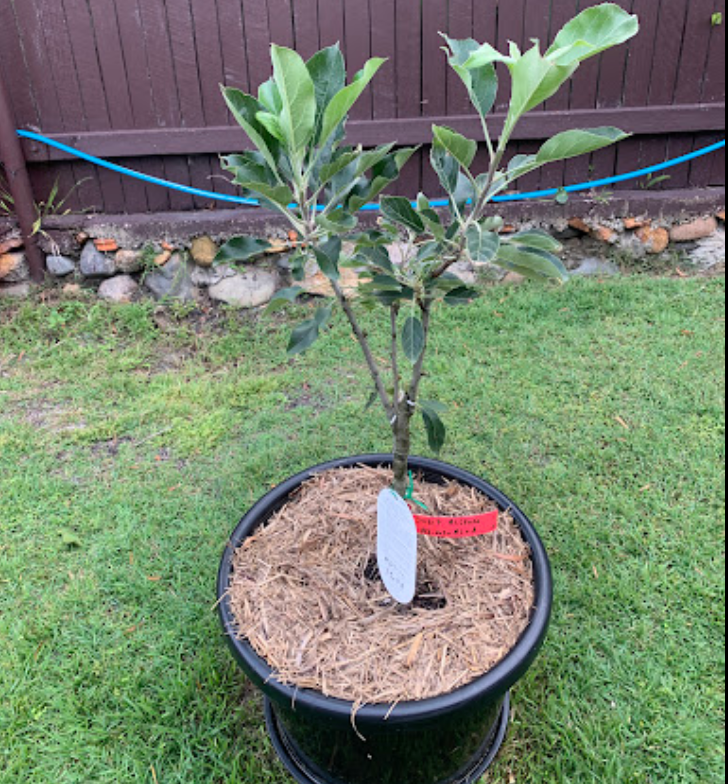 Fruit Salad Trees | Different fruit on the same tree Australia wide!