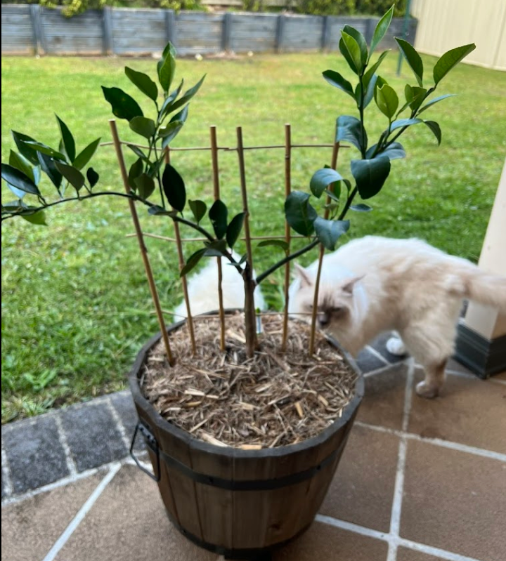 Fruit Salad Trees | Different fruit on the same tree Australia wide!