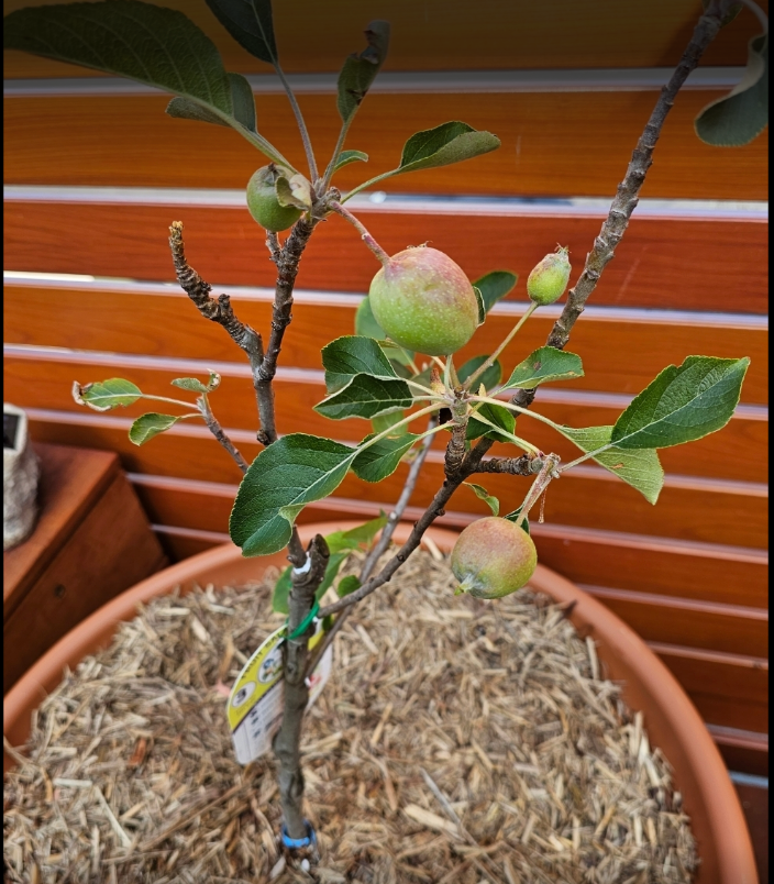 Fruit Salad Trees | Different fruit on the same tree Australia wide!