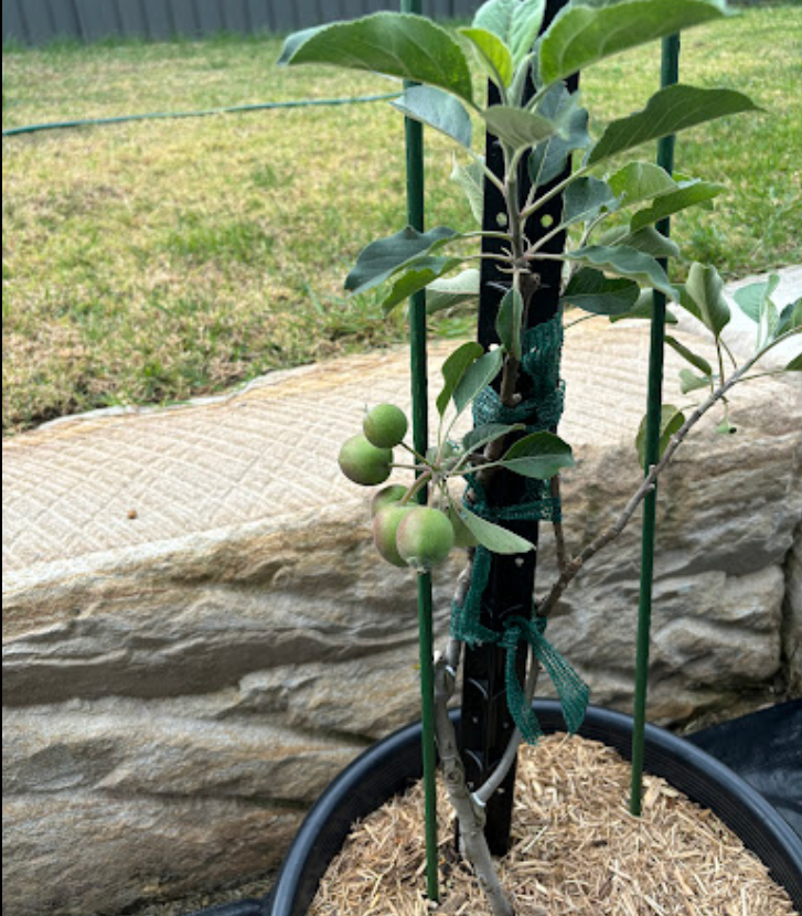 Fruit Salad Trees | Different fruit on the same tree Australia wide!
