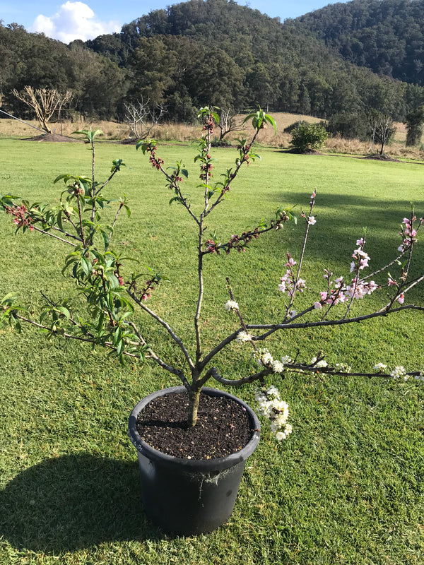 All Trees - Fruit Salad Trees