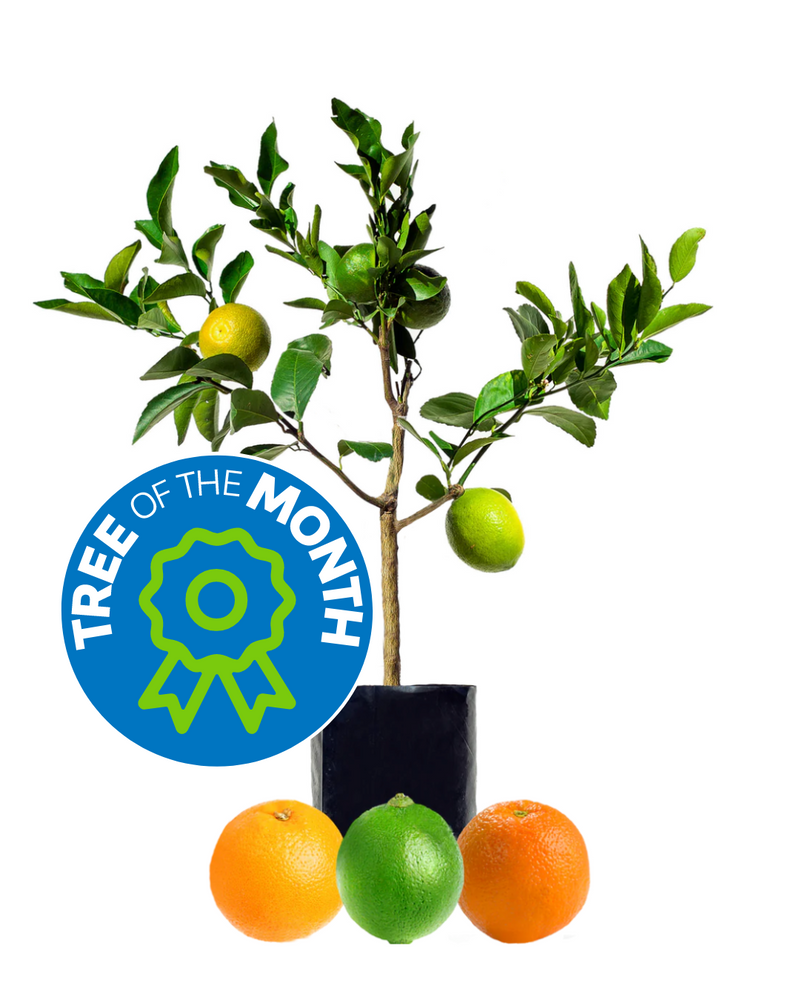 Citrus Fruit Salad Trees