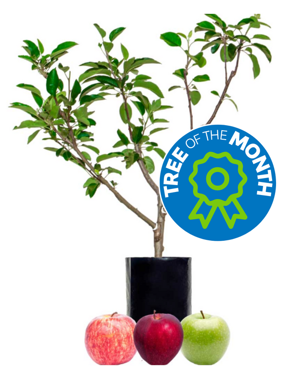 Currently unavailable Tagged "3-graft-apple" - Fruit Salad Trees