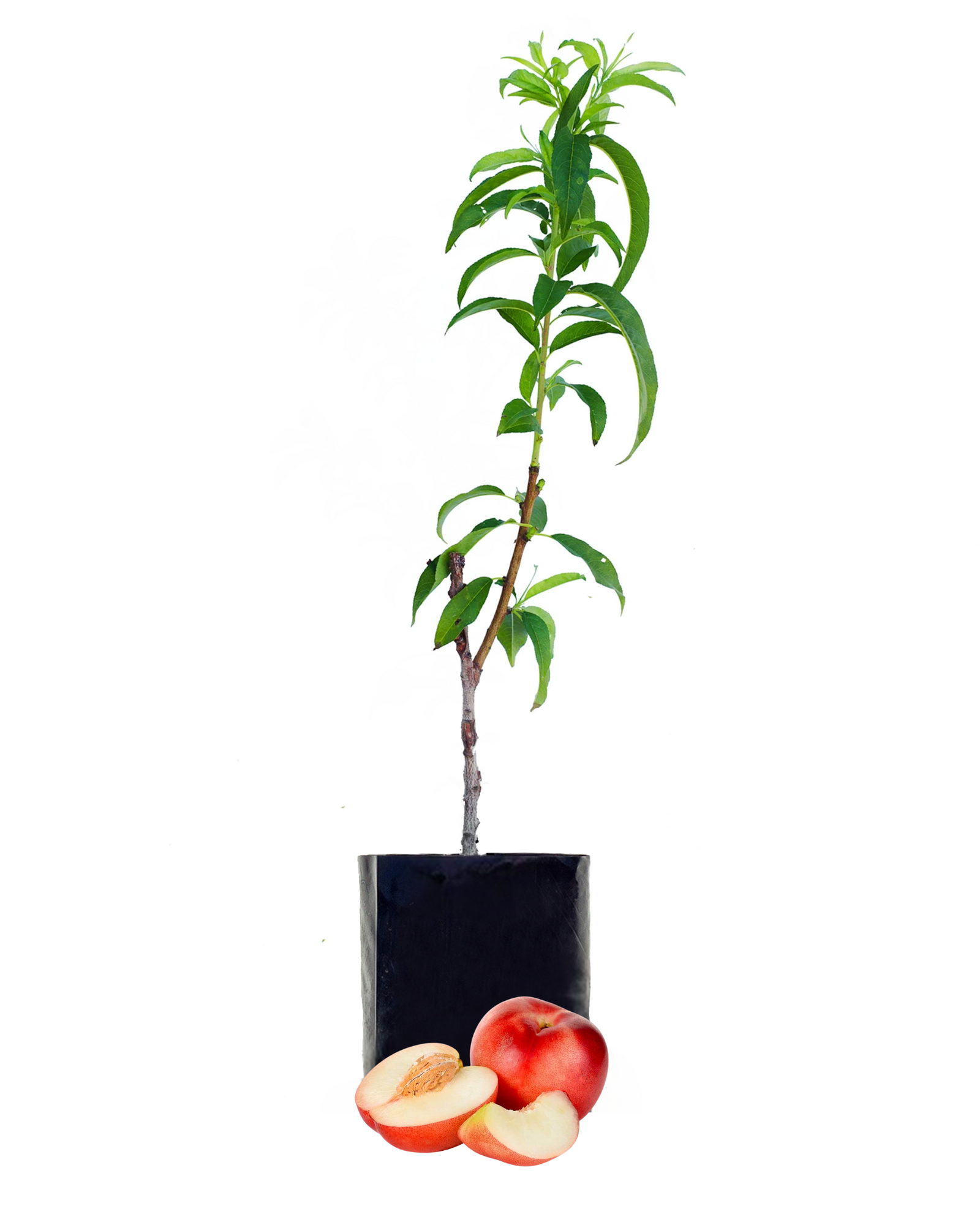 Stone Fruit Salad Trees | Australia wide delivery | Peach, Plum ...