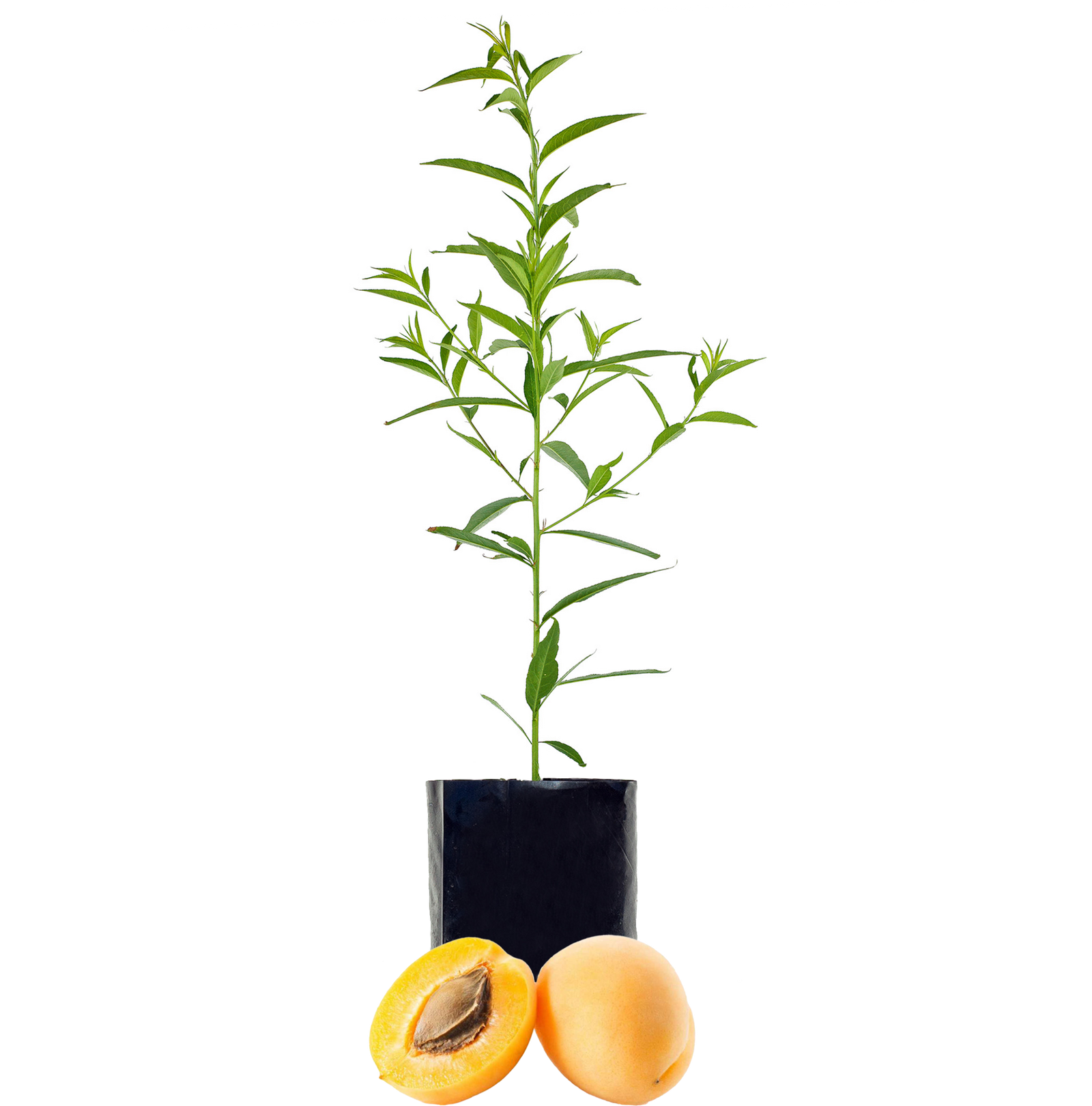 Stone Fruit Salad Trees | Australia wide delivery | Peach, Plum ...