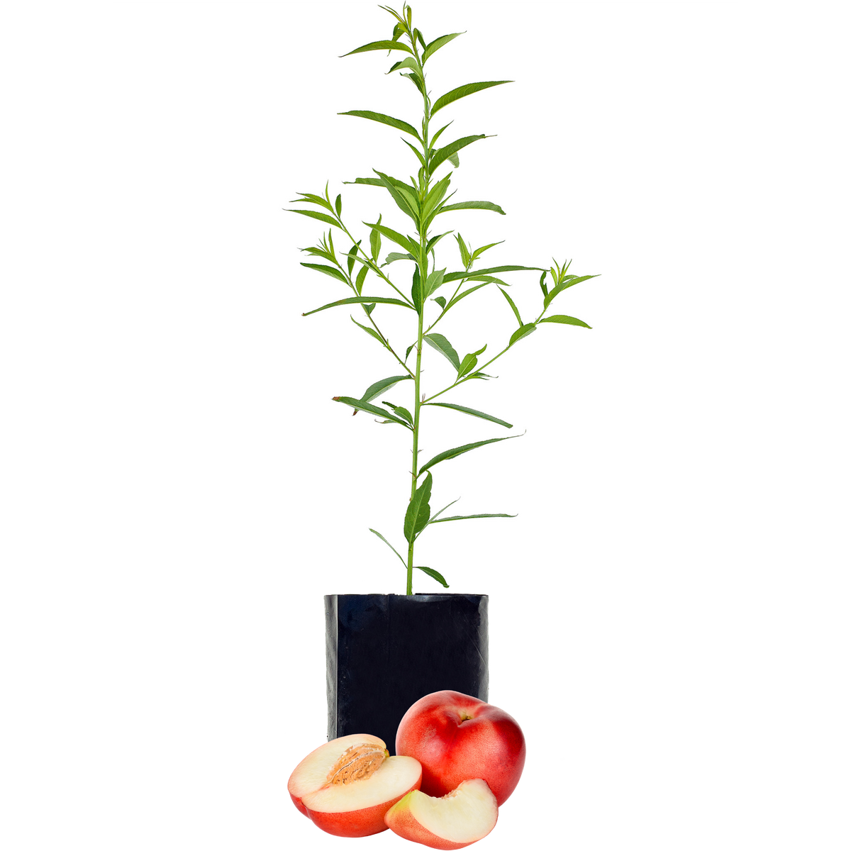 Sale - Fruit Salad Trees