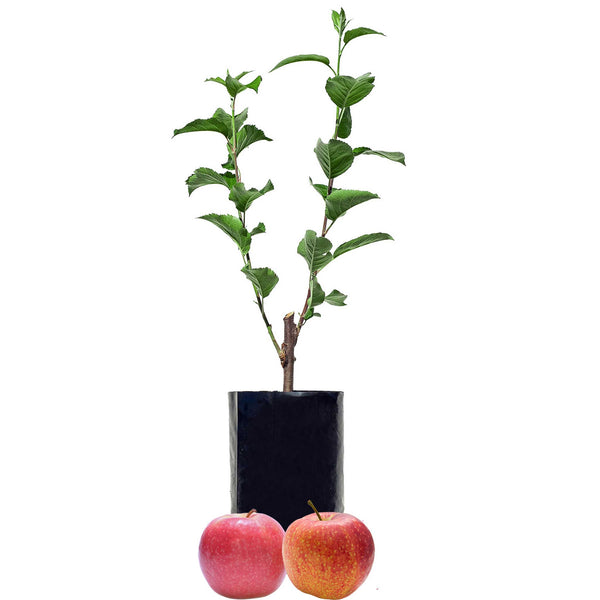 Fruit Salad Trees | Different fruit on the same tree Australia wide!