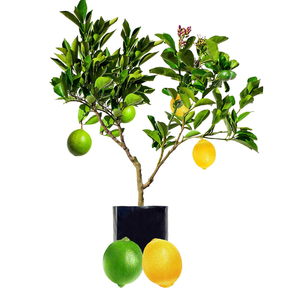 Lime + Lemon - Our Best Selling Fruit Salad Tree of all time! - Fruit ...