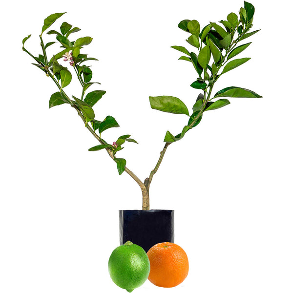Citrus Fruit Salad Trees