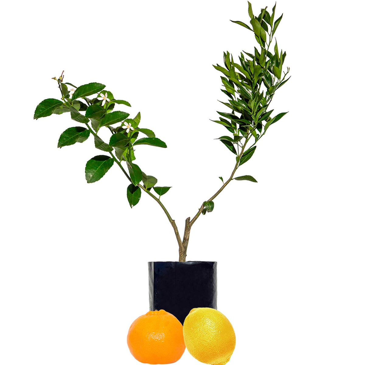 Citrus Fruit Salad Trees