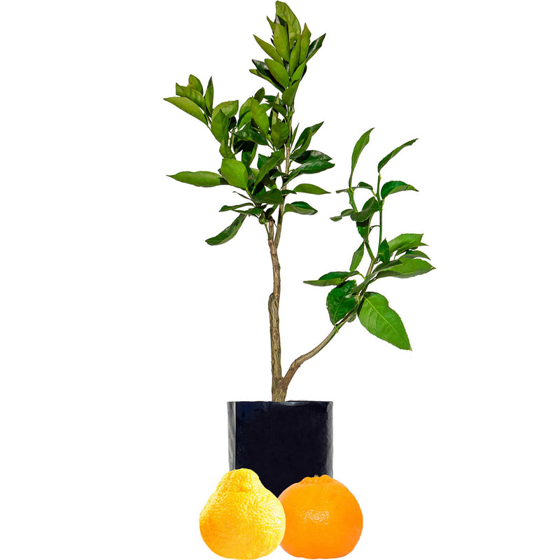 Citrus Fruit Salad Trees Tagged "2-graft-citrus"
