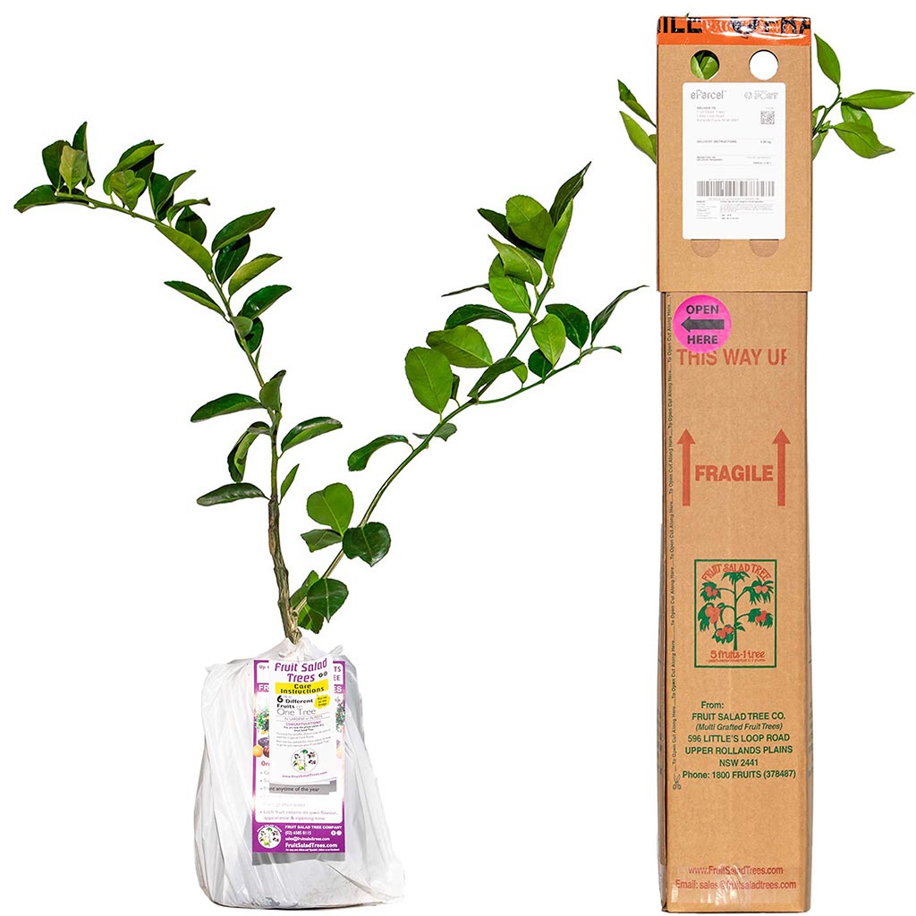 Lime + Lemon - Our Best Selling Fruit Salad Tree of all time! - Fruit ...