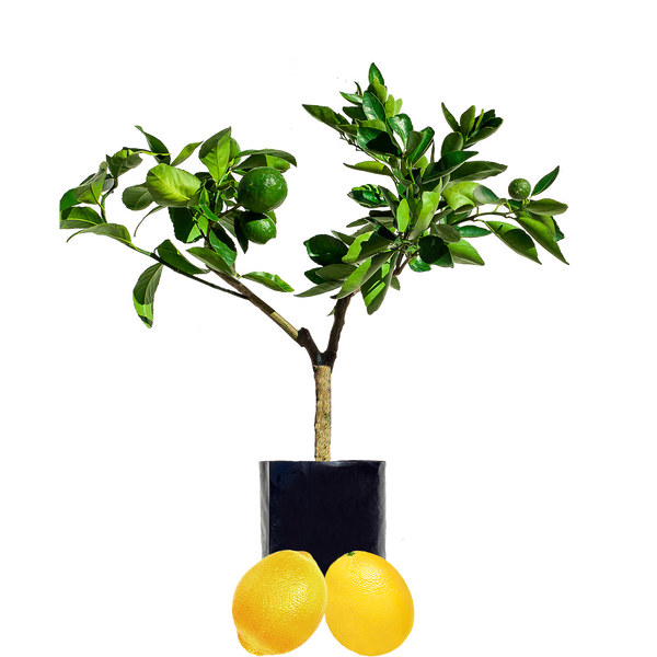 Lemonade Tagged "lemon" - Fruit Salad Trees