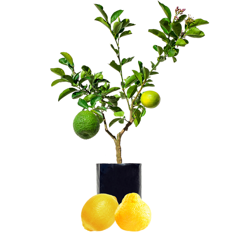Fruit Salad Trees | Different fruit on the same tree Australia wide!