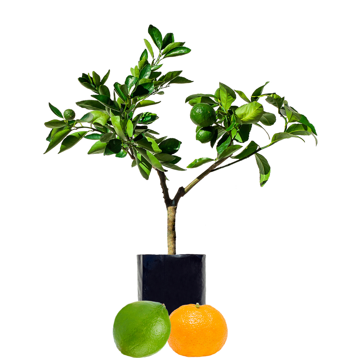 Lime + Lemon - Our Best Selling Fruit Salad Tree of all time! - Fruit ...