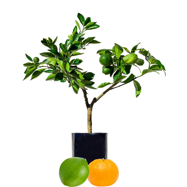 Mandarin Tagged "2-graft-citrus" - Fruit Salad Trees