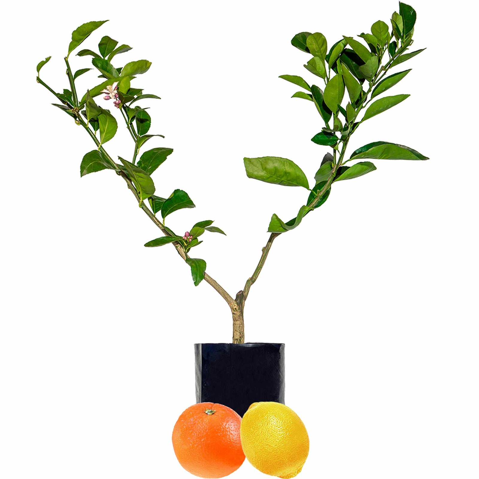 Lemon + Orange - Fruit Salad Trees