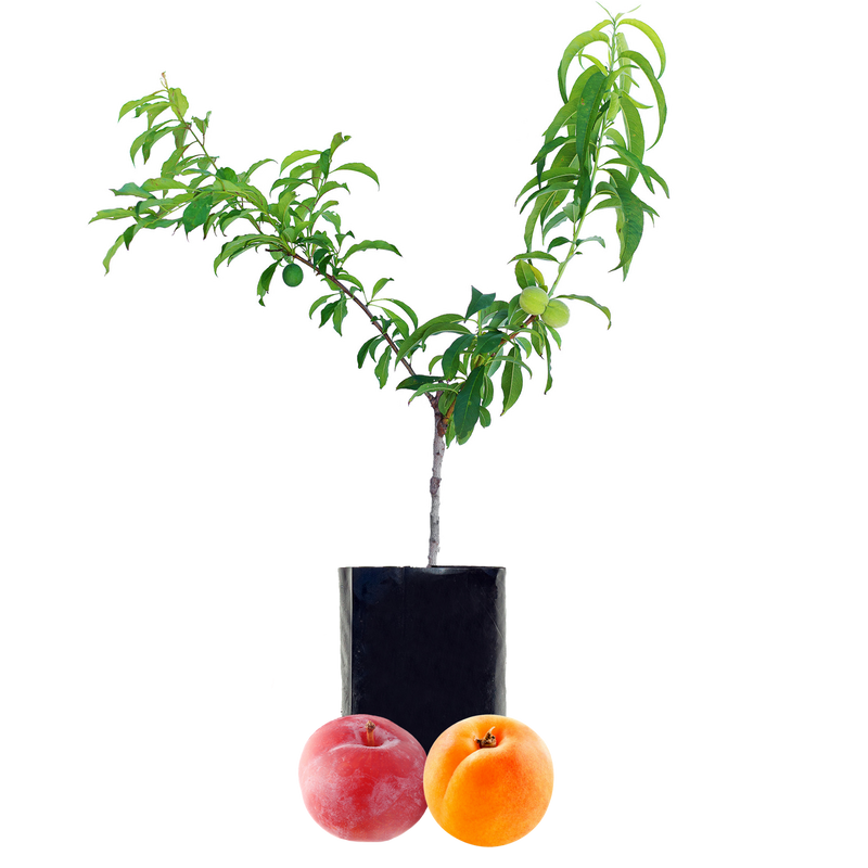 Stone Fruit Salad Trees | Australia wide delivery | Peach, Plum ...