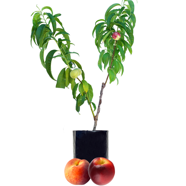 Stone Fruit Salad Trees | Australia wide delivery | Peach, Plum ...