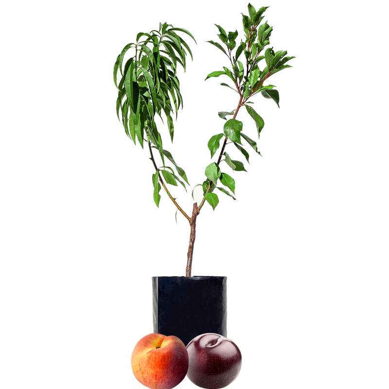 All Trees - Fruit Salad Trees