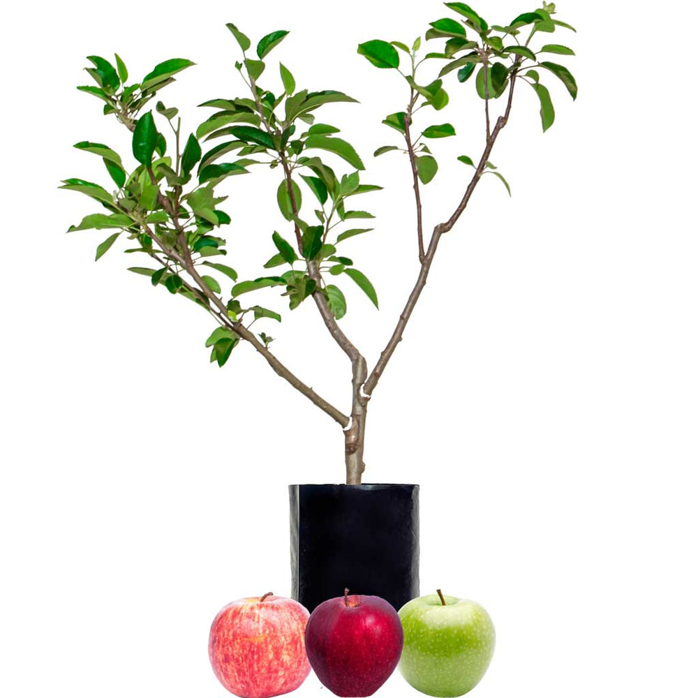 Apple Fruit Salad Trees Tagged "3-graft-apple"