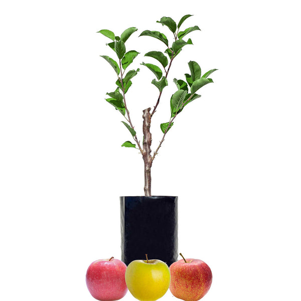 Red Apple + Red Apple + Yellow Apple - Fruit Salad Trees