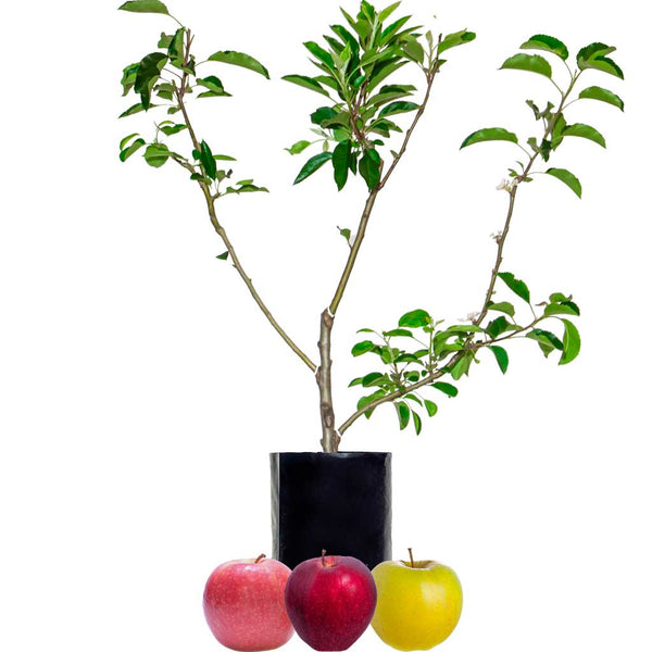 Red Apple + Red Apple + Yellow Apple - Fruit Salad Trees