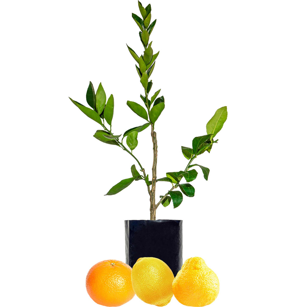 Citrus Fruit Salad Trees