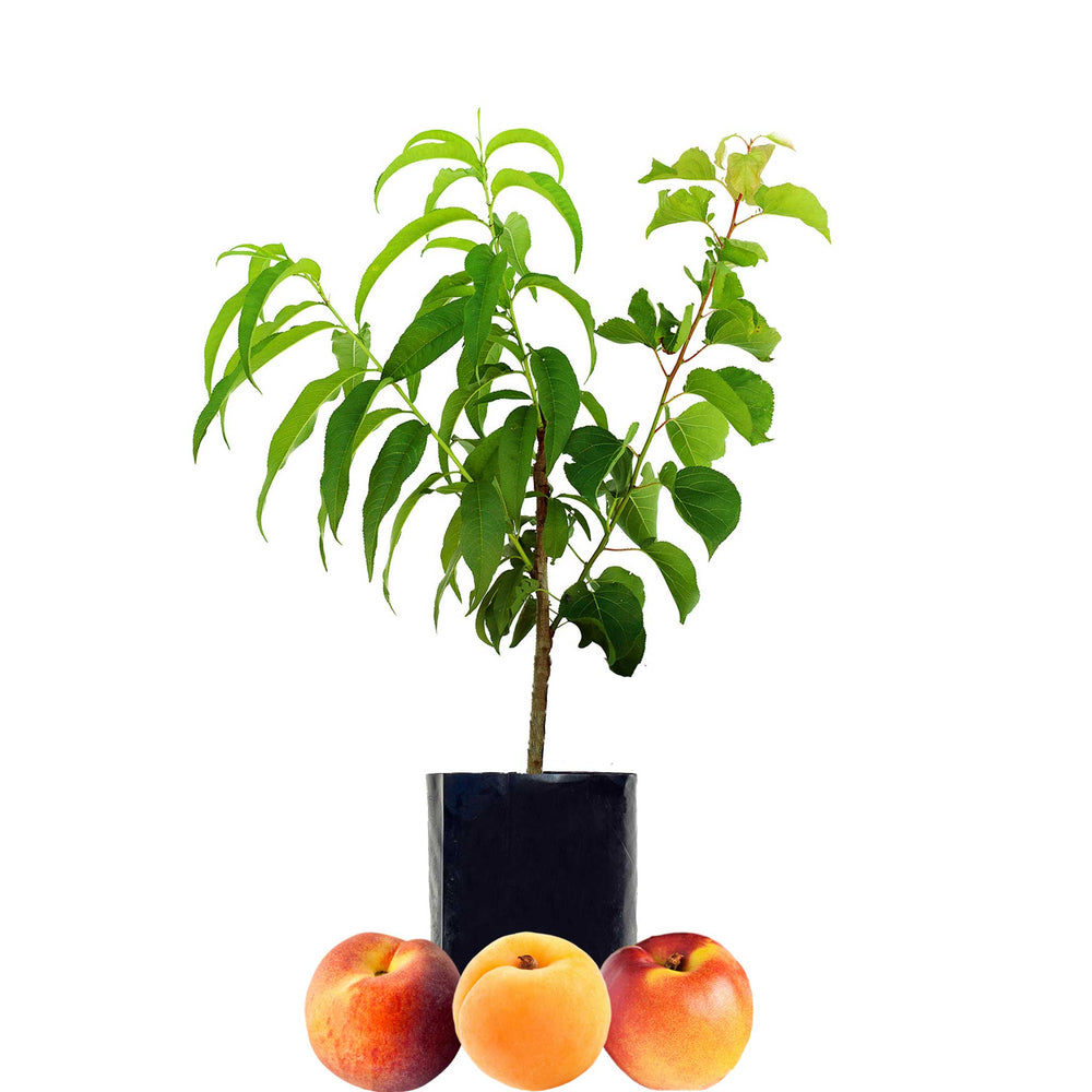 Stone Fruit Salad Trees | Australia wide delivery | Peach, Plum ...